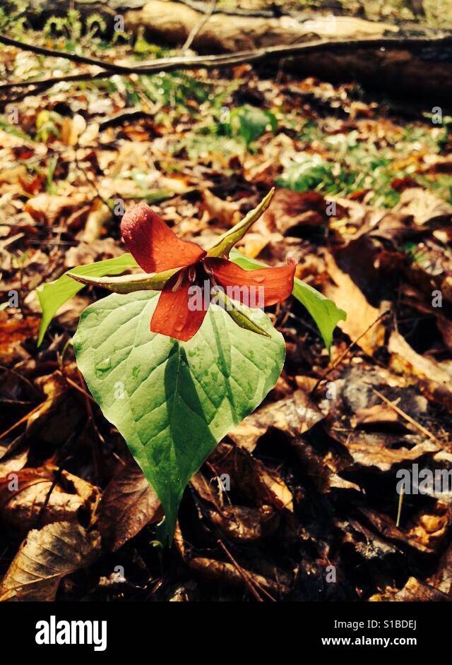 Trilium flower hi-res stock photography and images - Alamy