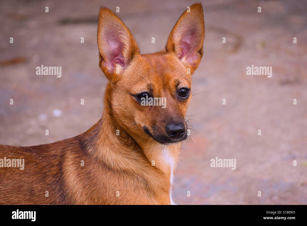 Chiwowow hi-res stock photography and images - Alamy