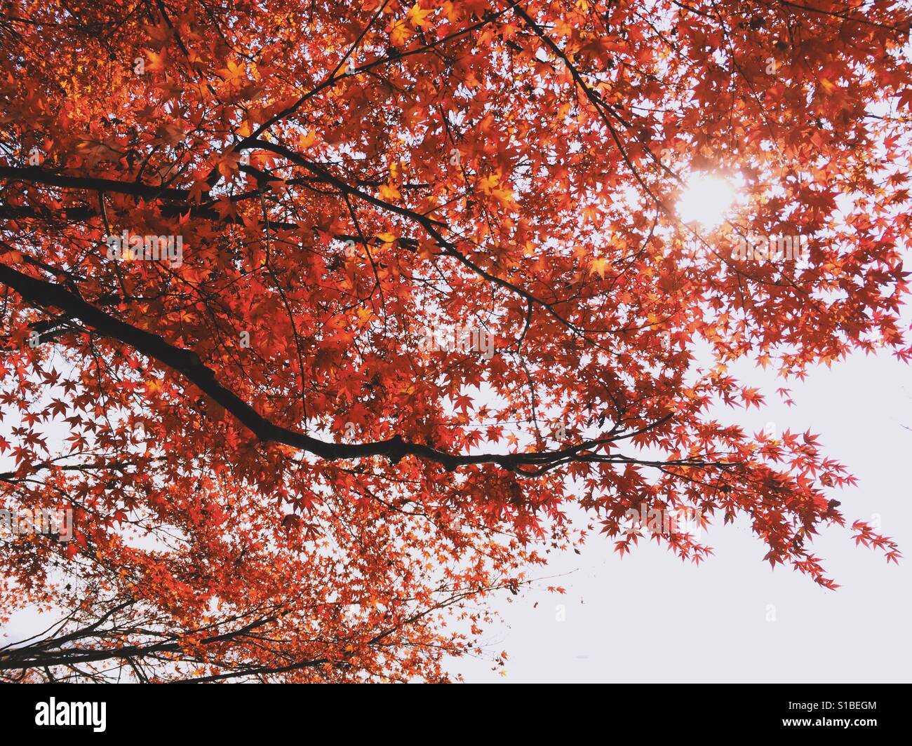 China maple hi-res stock photography and images - Alamy