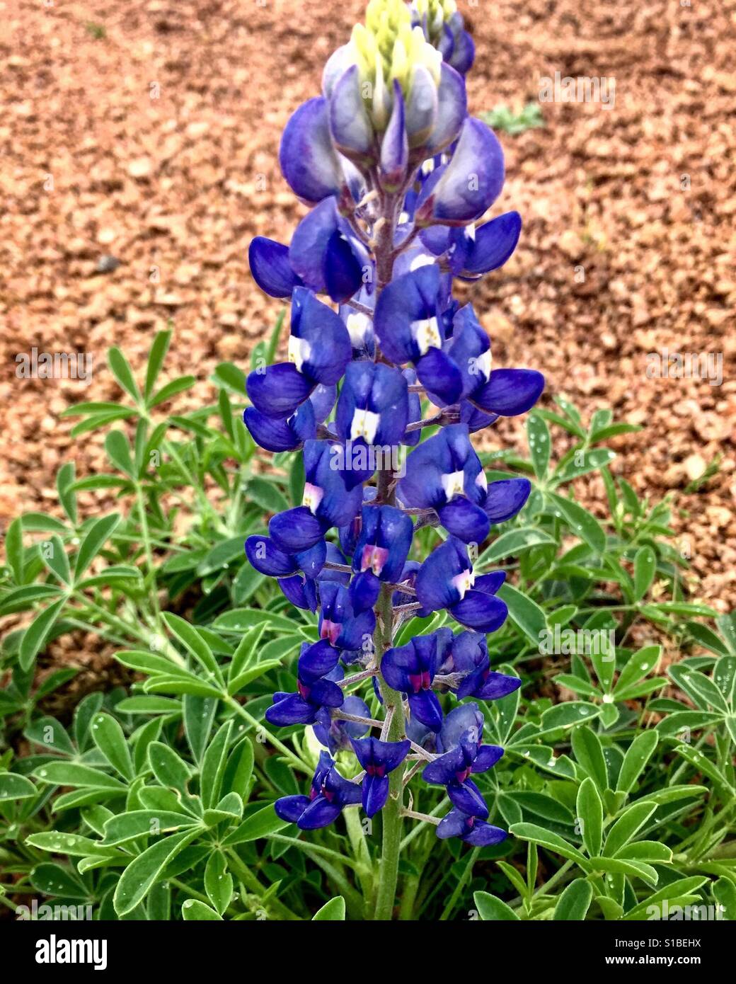 Bluebonnet lupine hi-res stock photography and images - Alamy
