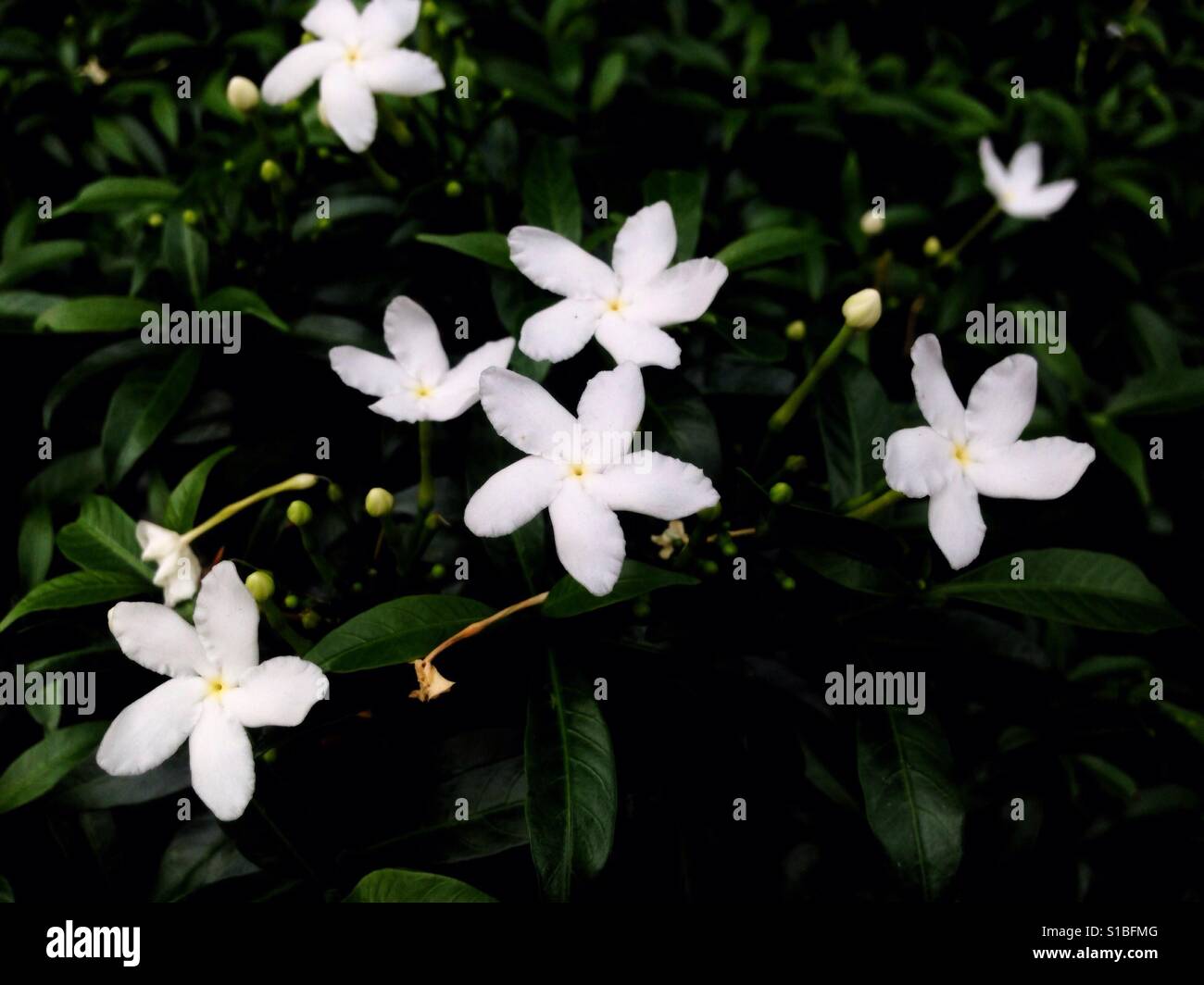 White flower garden hi-res stock photography and images - Alamy