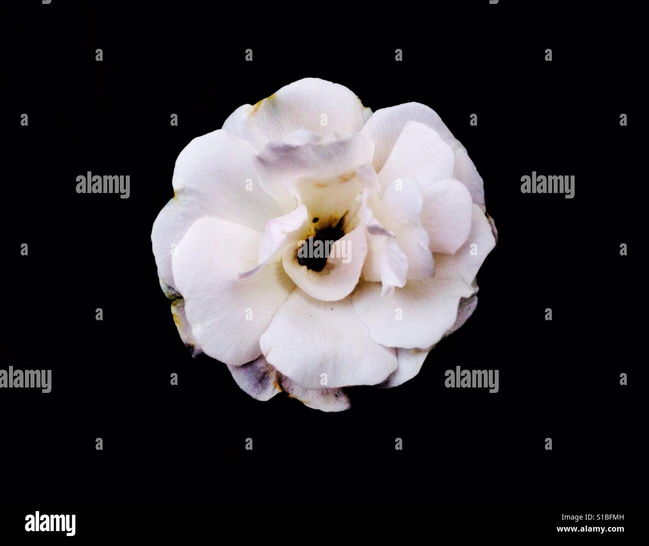 Big white flower hi-res stock photography and images - Alamy