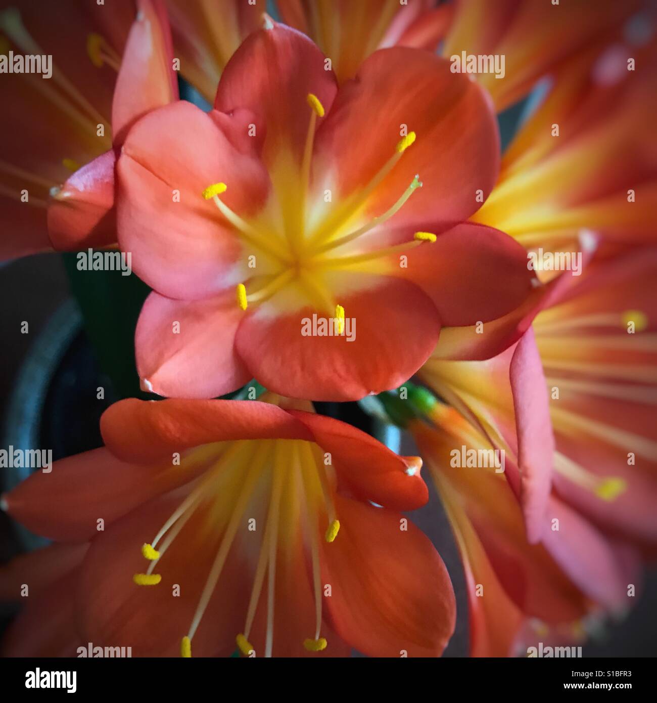 Clivia in flower hi-res stock photography and images - Alamy