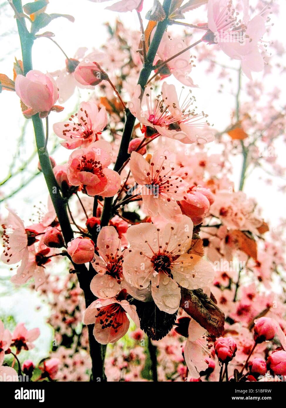 Prunus pissardii flowers Stock Photo - Alamy