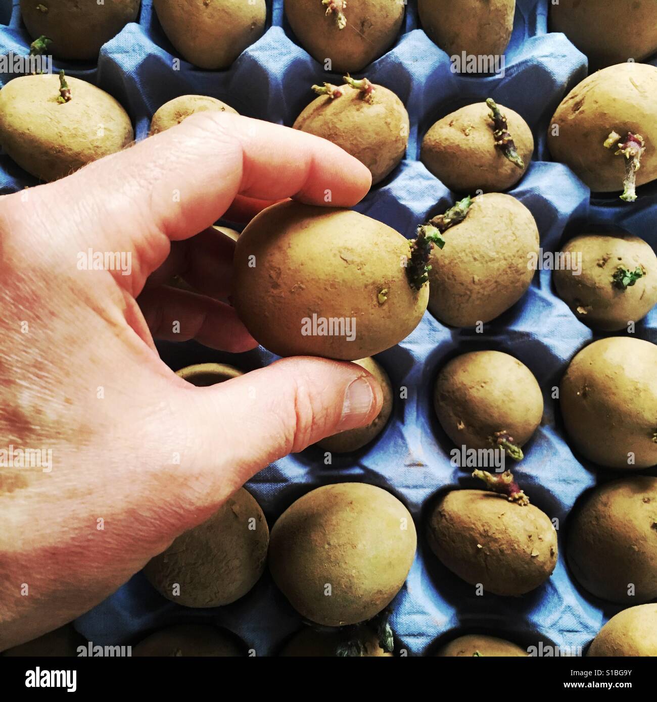 Chitting potato tray hi-res stock photography and images - Alamy