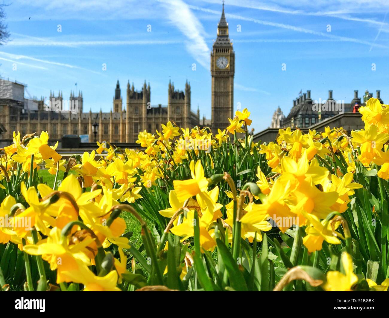 London daffodils spring sunshine hi-res stock photography and images ...