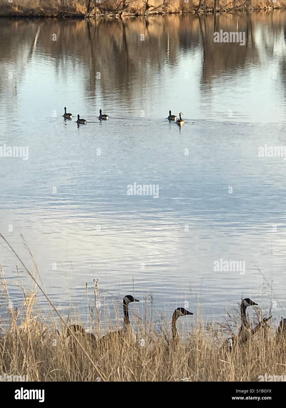 Waterfront ducks hi-res stock photography and images - Alamy
