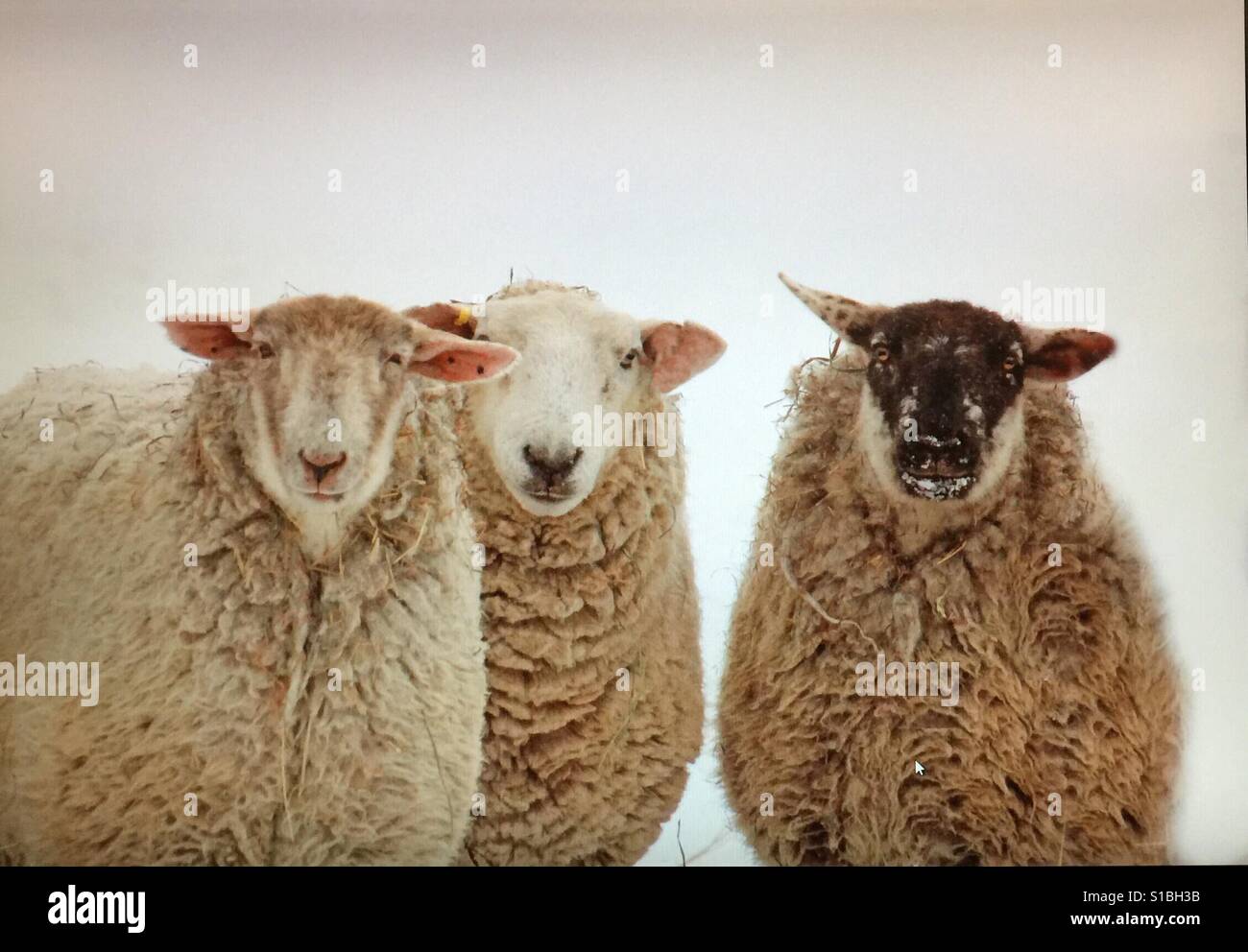 Three curious and friendly sheep Stock Photo - Alamy