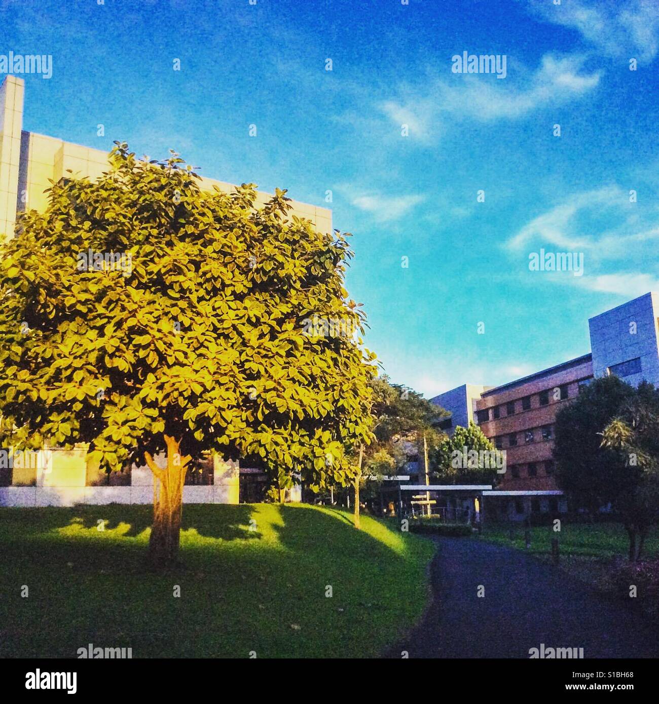 Wonderful tree hi-res stock photography and images - Alamy