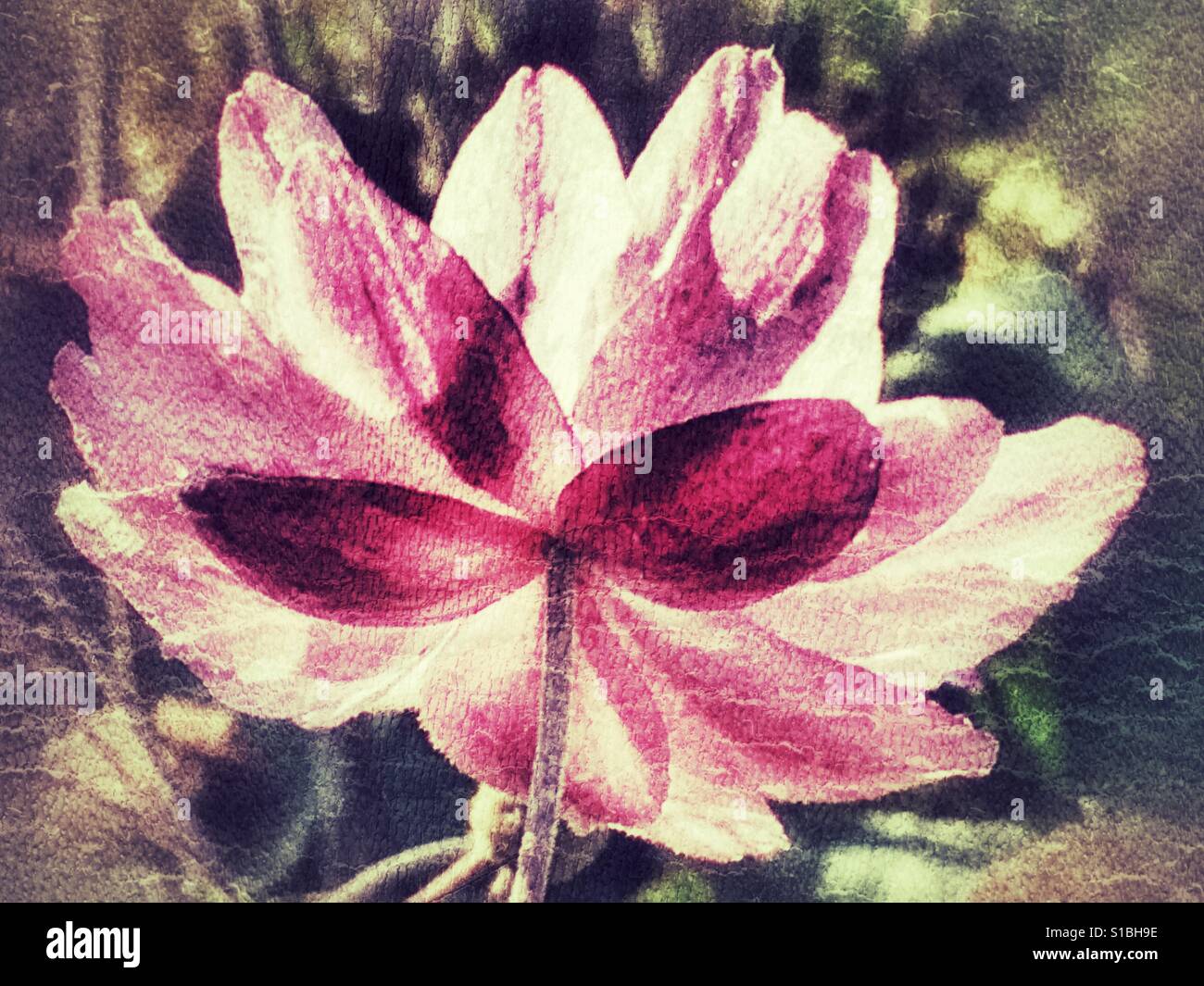 Flower, from underneath, back lit Stock Photo - Alamy