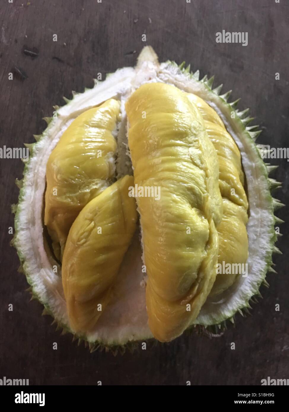 Musang High Resolution Stock Photography and Images - Alamy