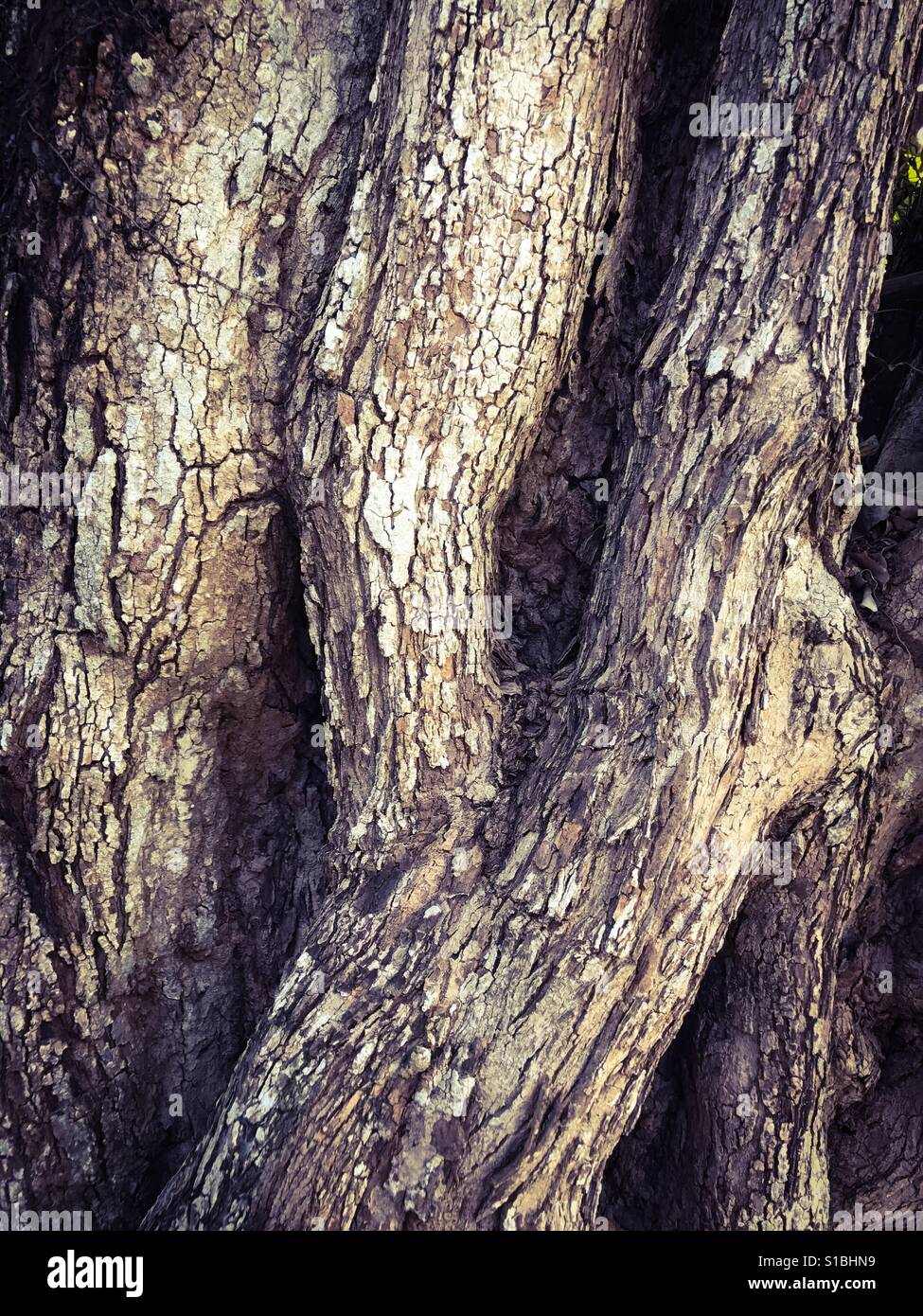 Big tree with bark texture Stock Photo - Alamy
