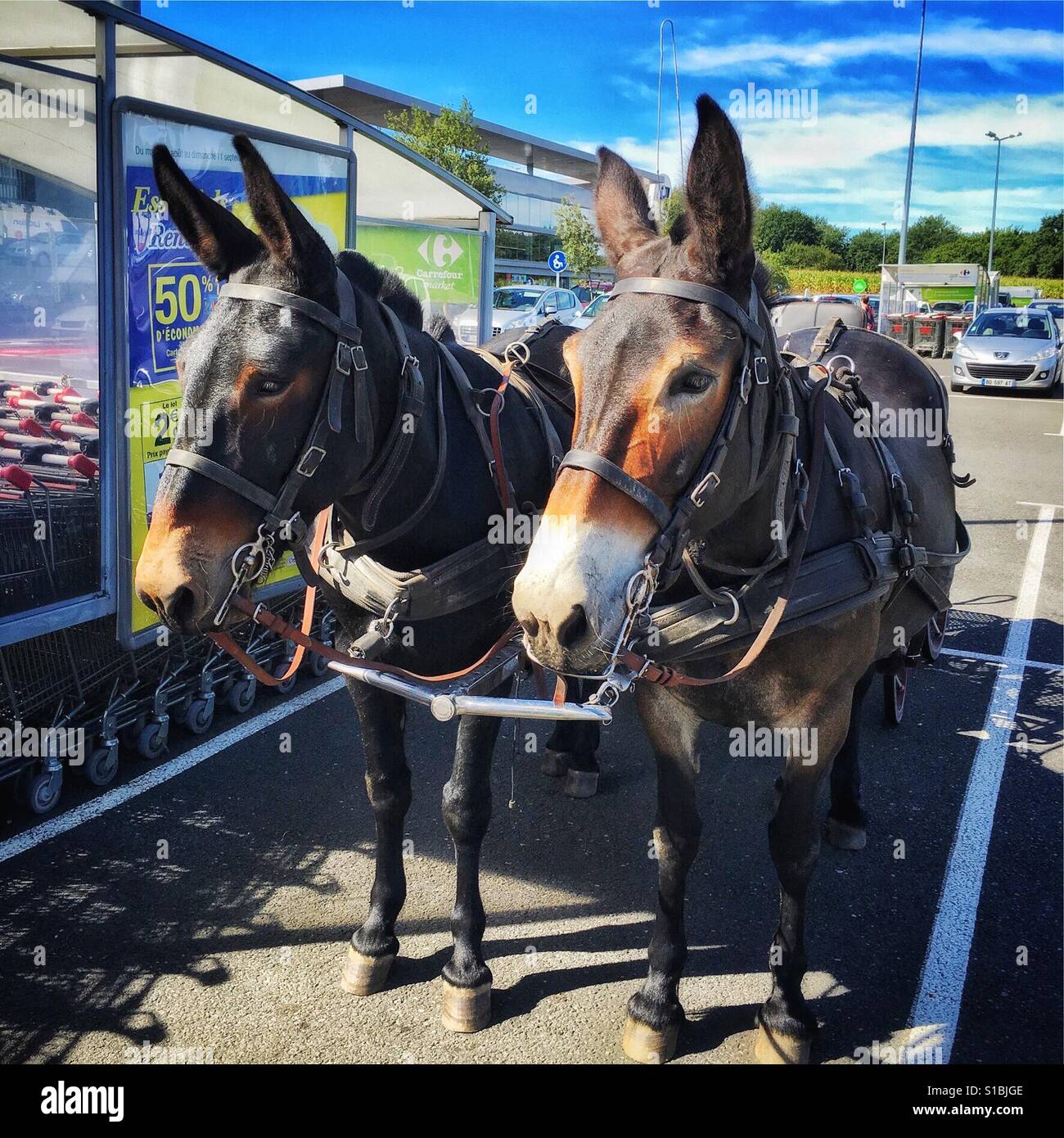 Two mules hi-res stock photography and images - Alamy