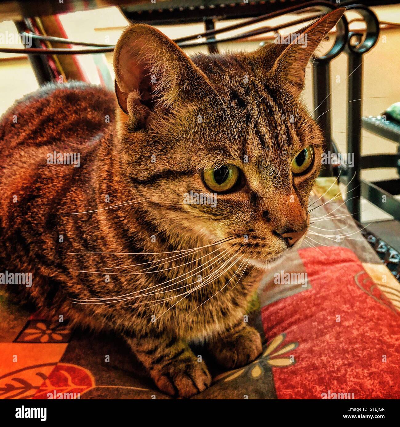 A cat sitting on a chair, watching the world go by Stock Photo - Alamy