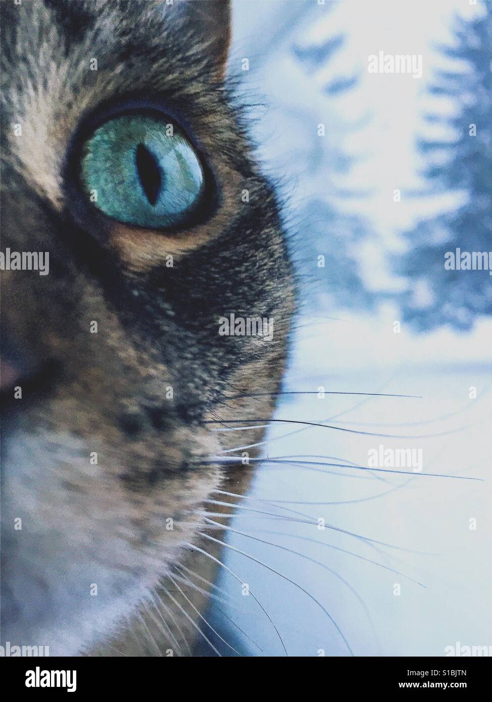 Enough snow already!! Stock Photo - Alamy