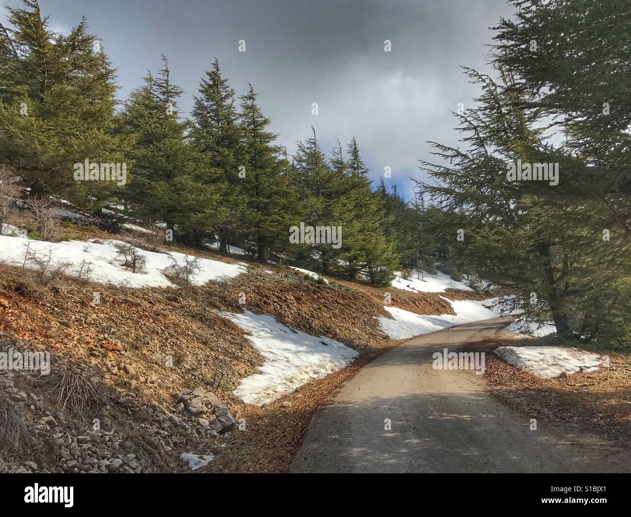 Barouk forest hi-res stock photography and images - Alamy