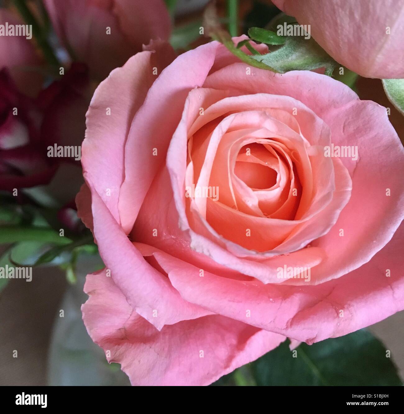 Farmers rose hi-res stock photography and images - Alamy