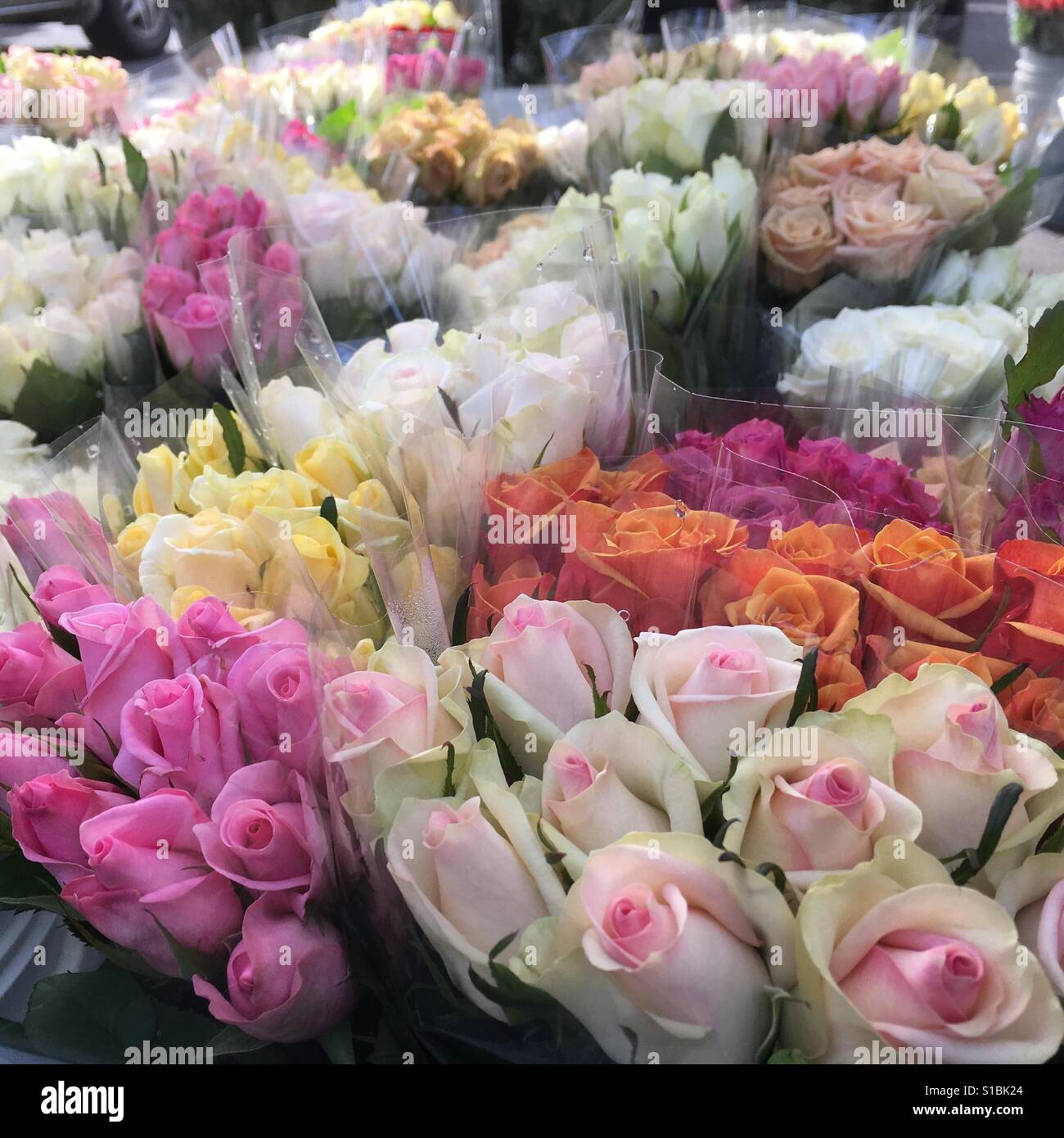 Myriad flowers hi-res stock photography and images - Alamy