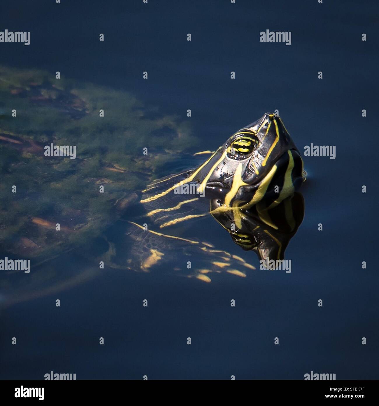 Turtle swimming hi-res stock photography and images - Alamy