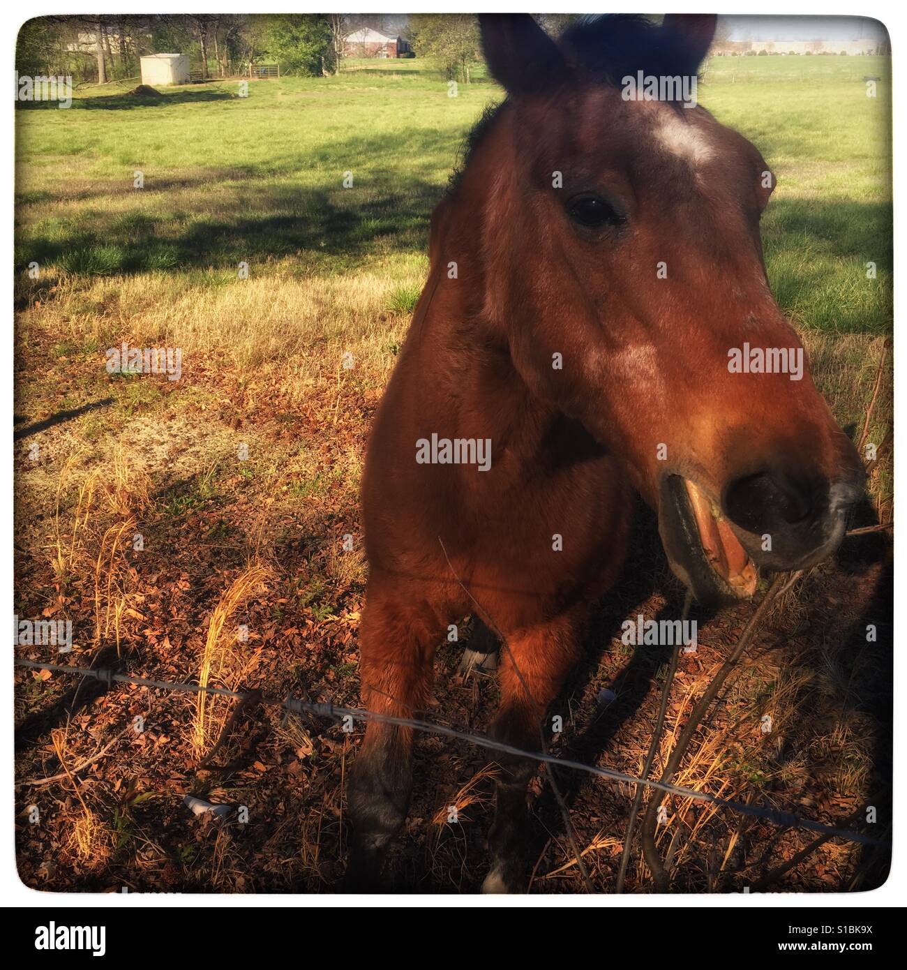 Smiling horse hi-res stock photography and images - Alamy