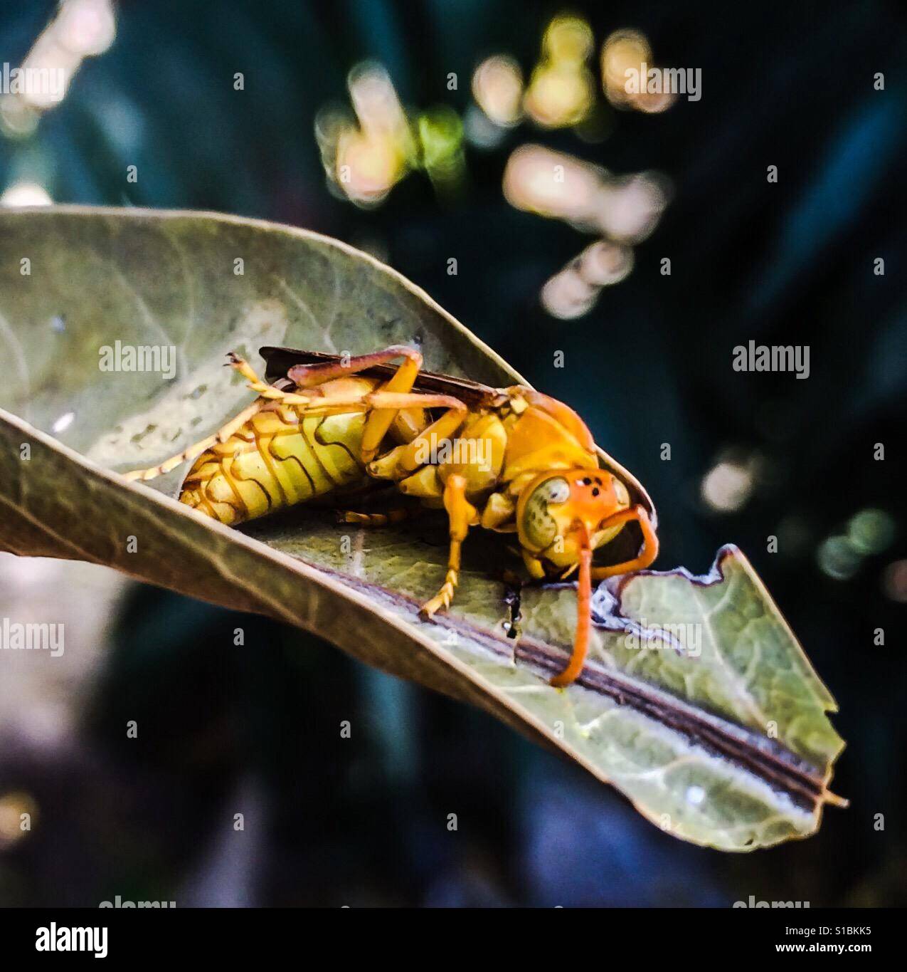 Bee trees hi-res stock photography and images - Alamy