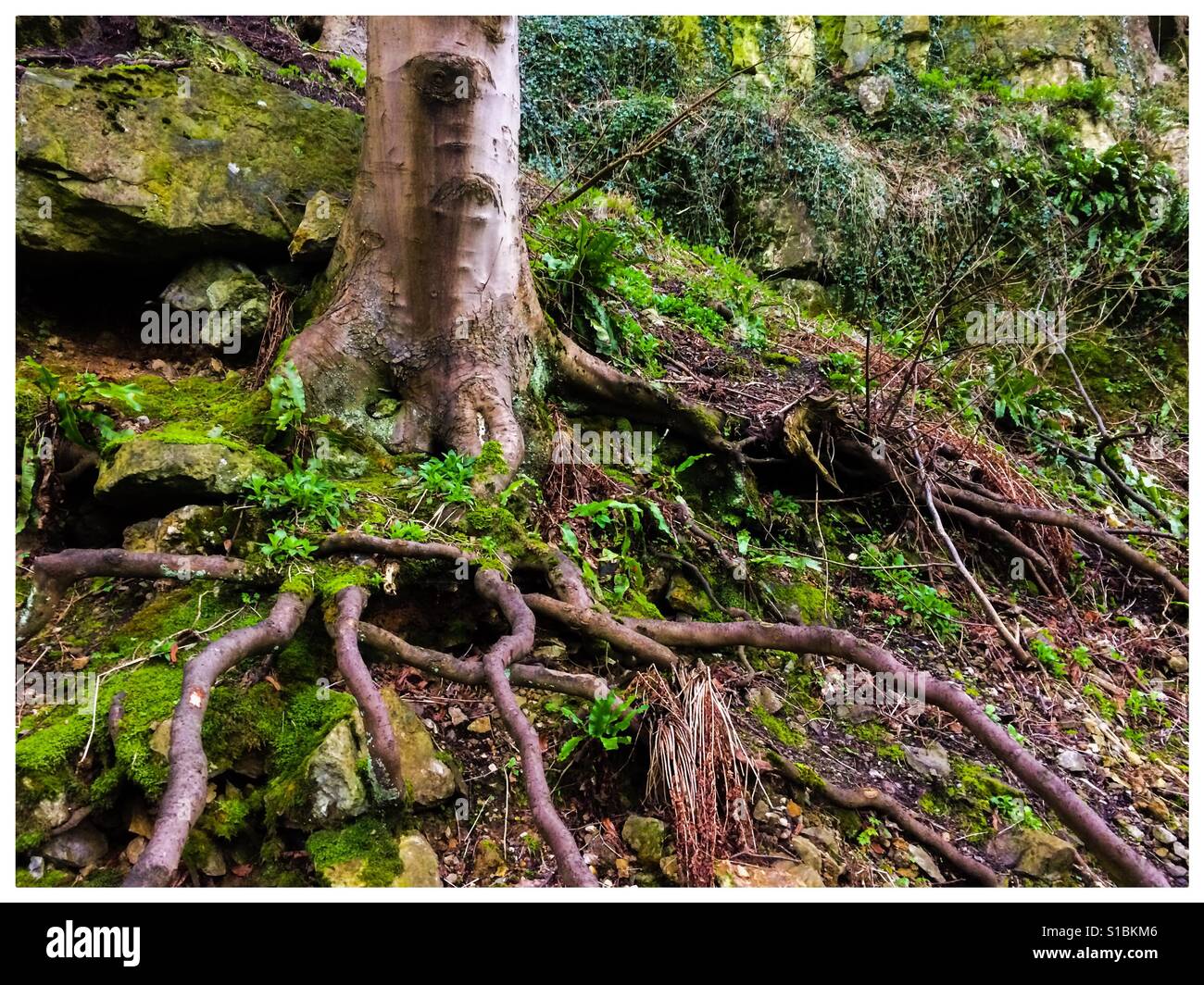 Tree roots in woodland Stock Photo - Alamy