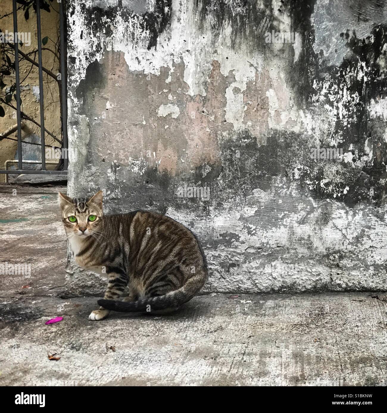 Blending in with the wall in background hi-res stock photography and ...