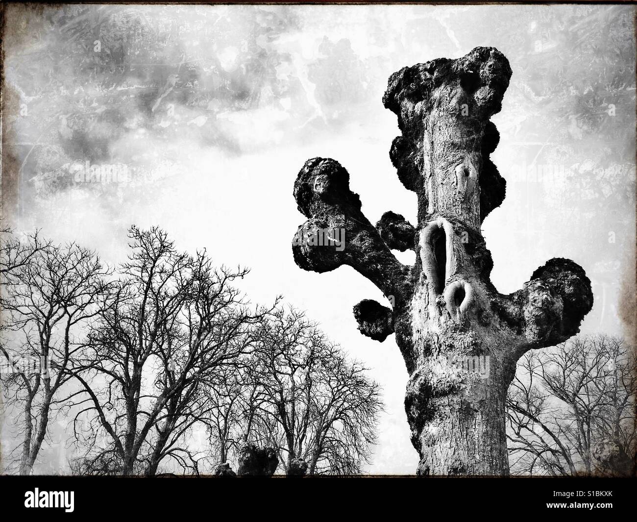 Grunge tree hi-res stock photography and images - Alamy