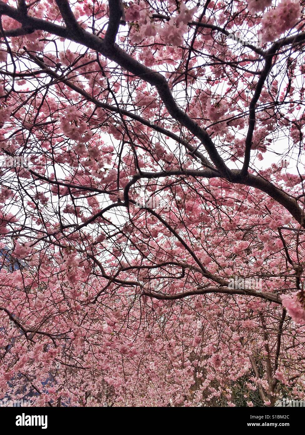 London spring background hi-res stock photography and images - Alamy
