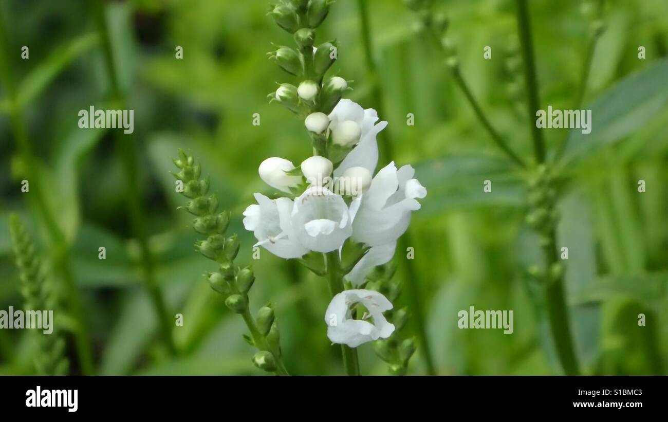 Dream in spring! Stock Photo - Alamy