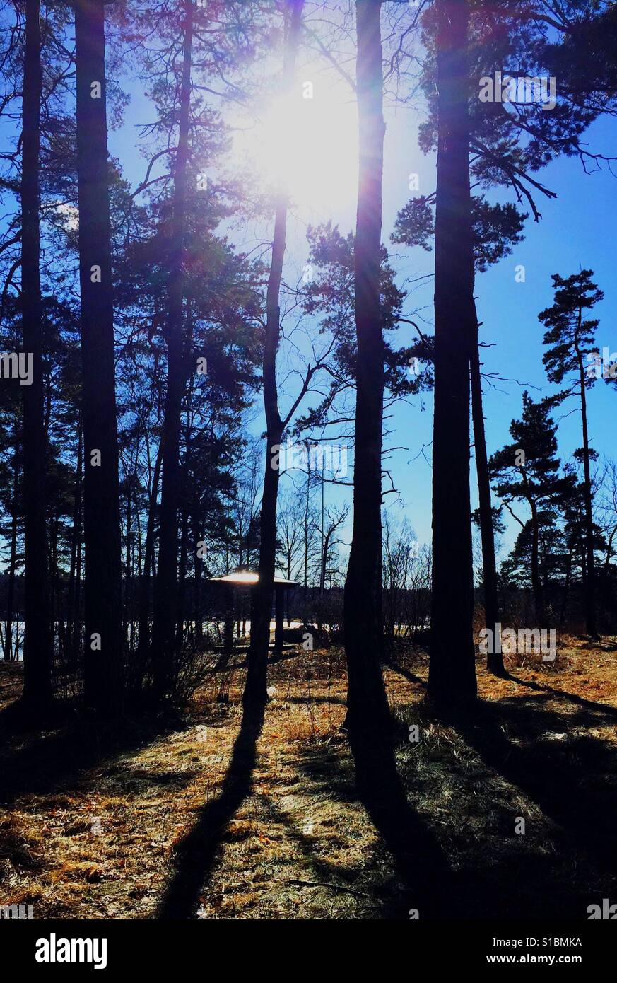 Early spring sunshine in Helsinki, Finland Stock Photo - Alamy