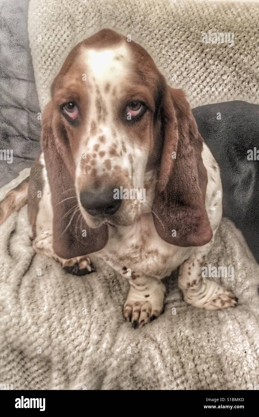 Why Do Basset Hounds Look Sad
