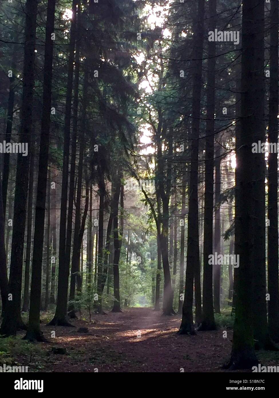 Good morning forest Stock Photo - Alamy