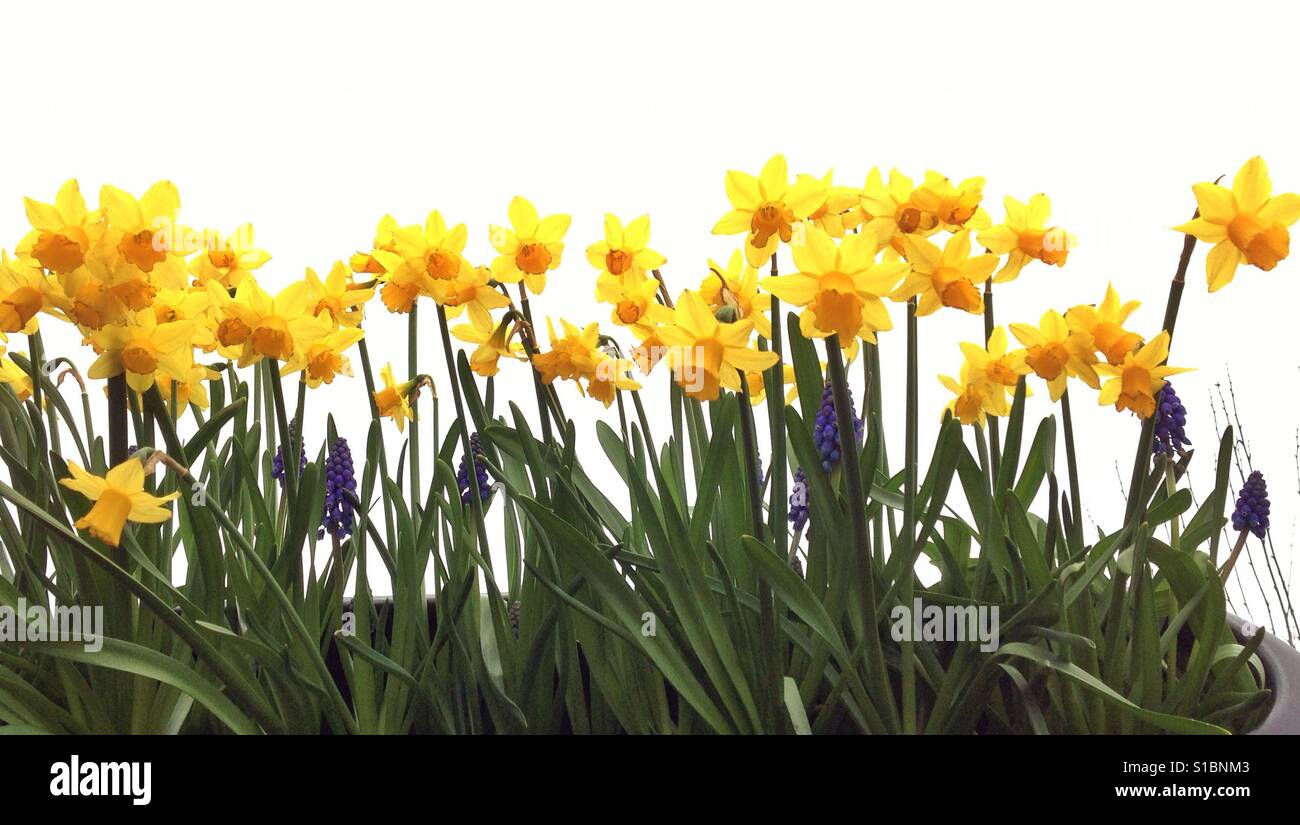 Daffodils in spring time Stock Photo - Alamy