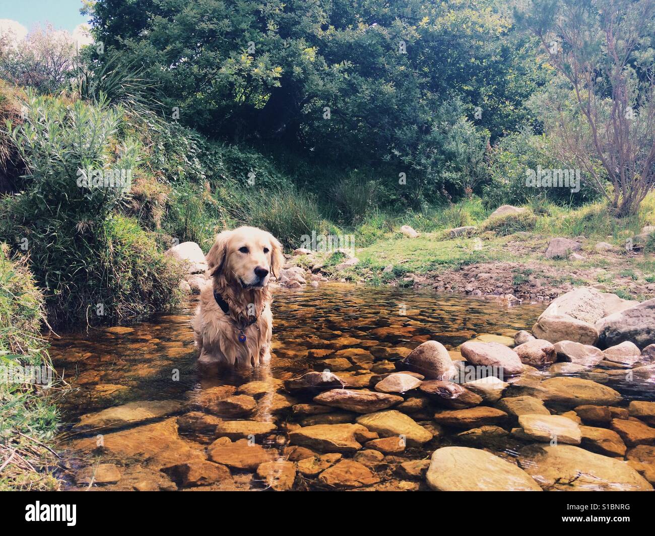 Dog playing hi-res stock photography and images - Alamy