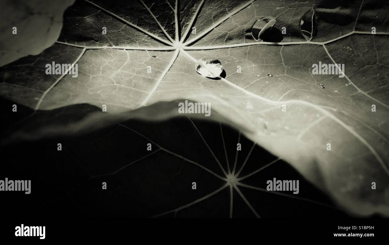 The big raindrop on the leave in Black and White Stock Photo - Alamy