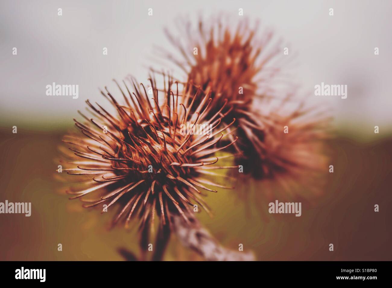Prickly weeds hi-res stock photography and images - Alamy