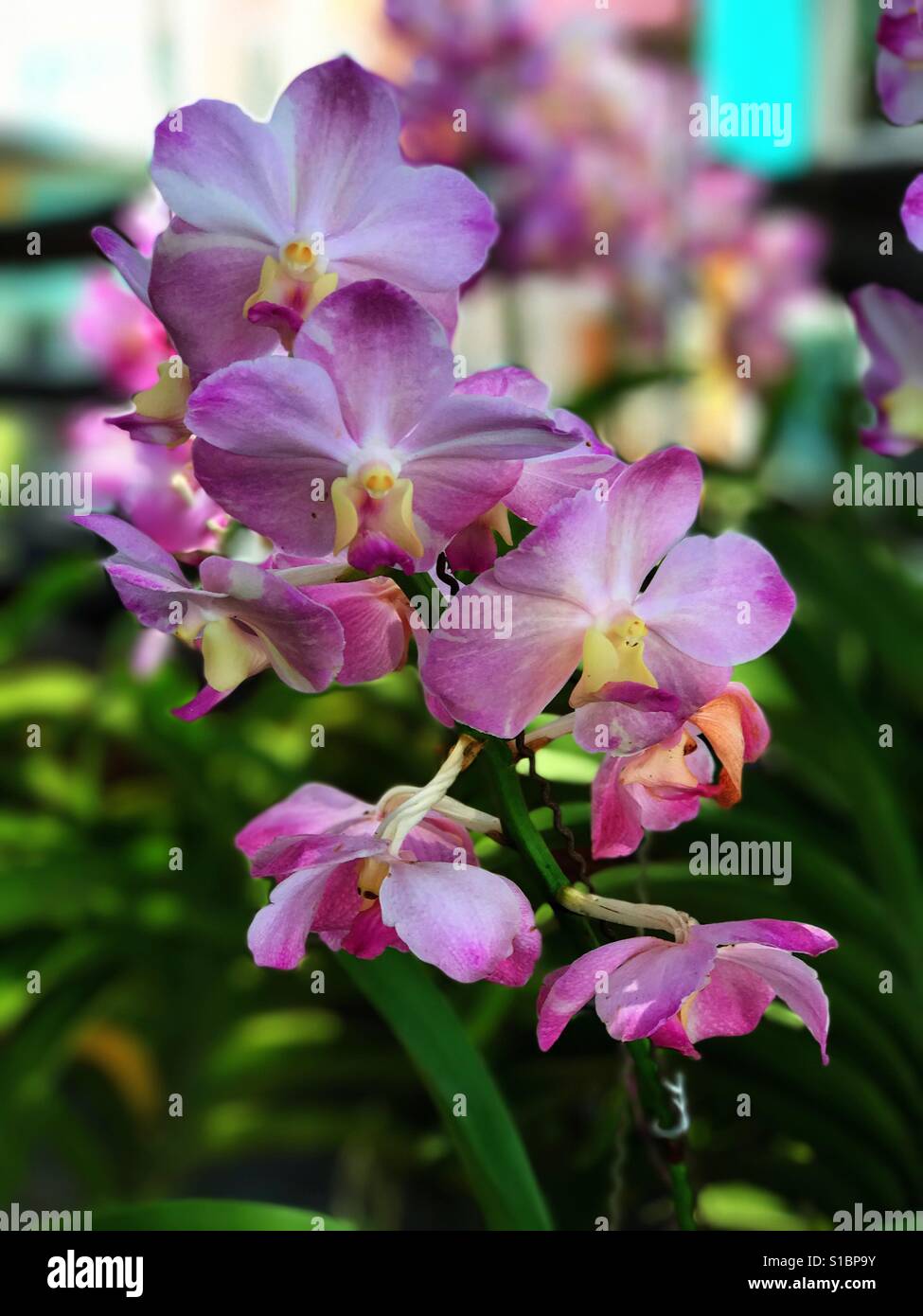 Thai Orchid Stock Photos & Thai Orchid Stock Images - Alamy
