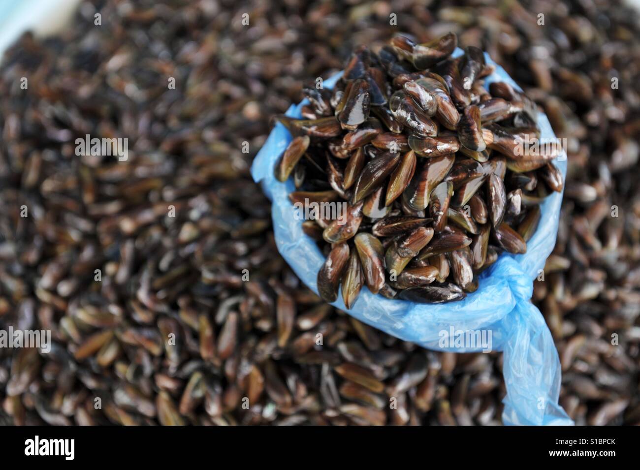 Modiolus hi-res stock photography and images - Alamy