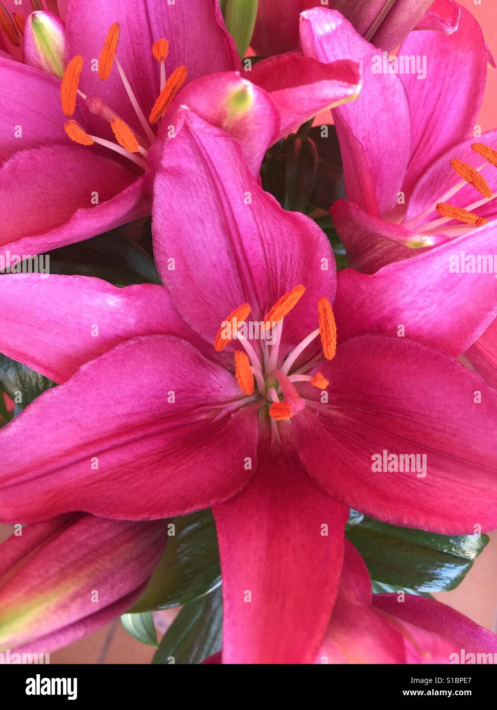 Lovely flowers hi-res stock photography and images - Alamy