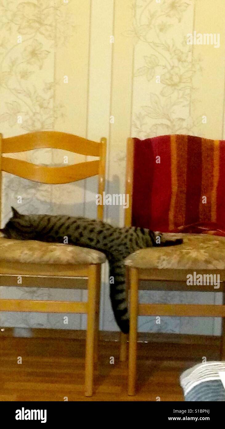 Cat sleeping on chairs hi-res stock photography and images - Alamy