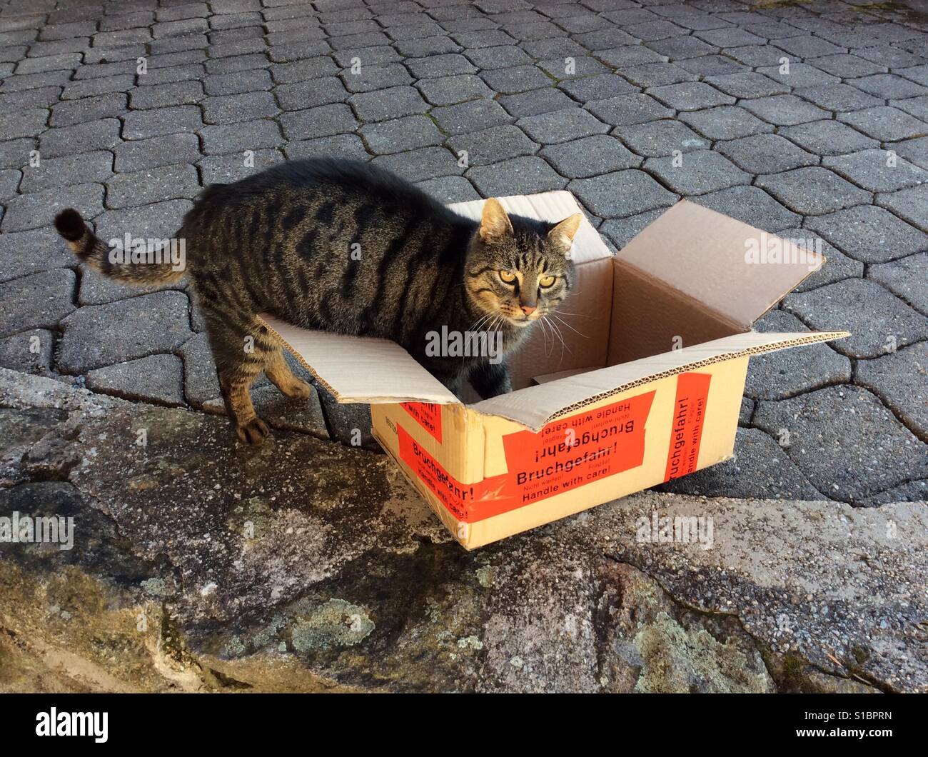 Cat delivery hi-res stock photography and images - Alamy