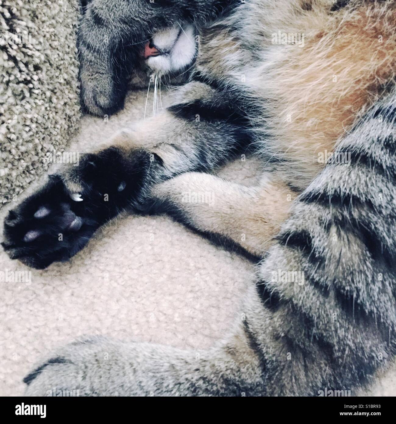 Sleepy head hi-res stock photography and images - Alamy