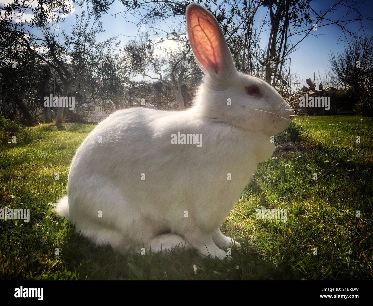 Rabbit sun hi-res stock photography and images - Alamy