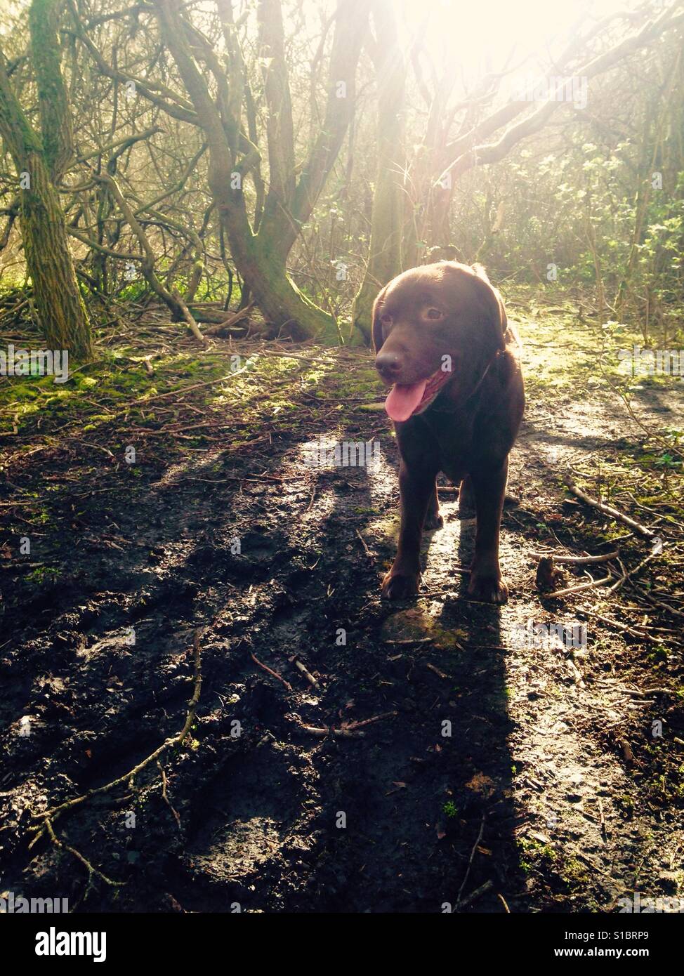 Morning dog walk Stock Photo - Alamy