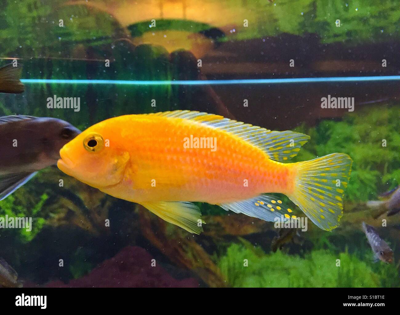 Gold fish aquarium hi-res stock photography and images - Alamy