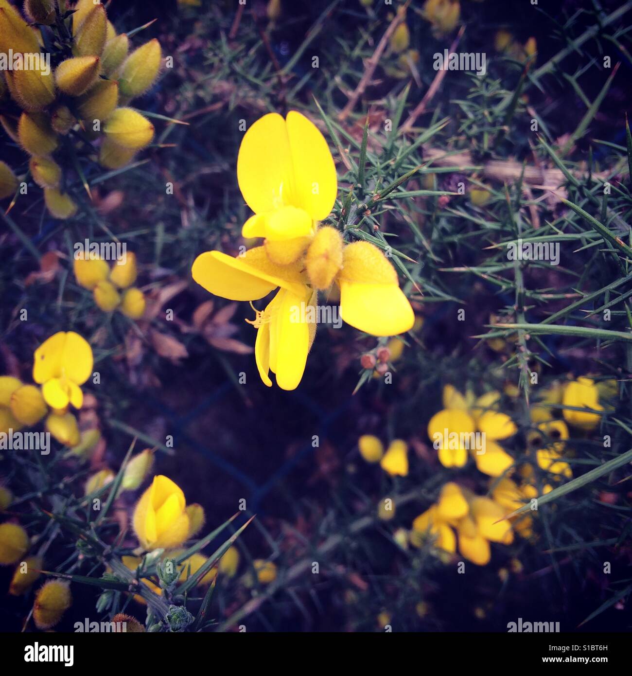 Gorse yellow hi-res stock photography and images - Alamy