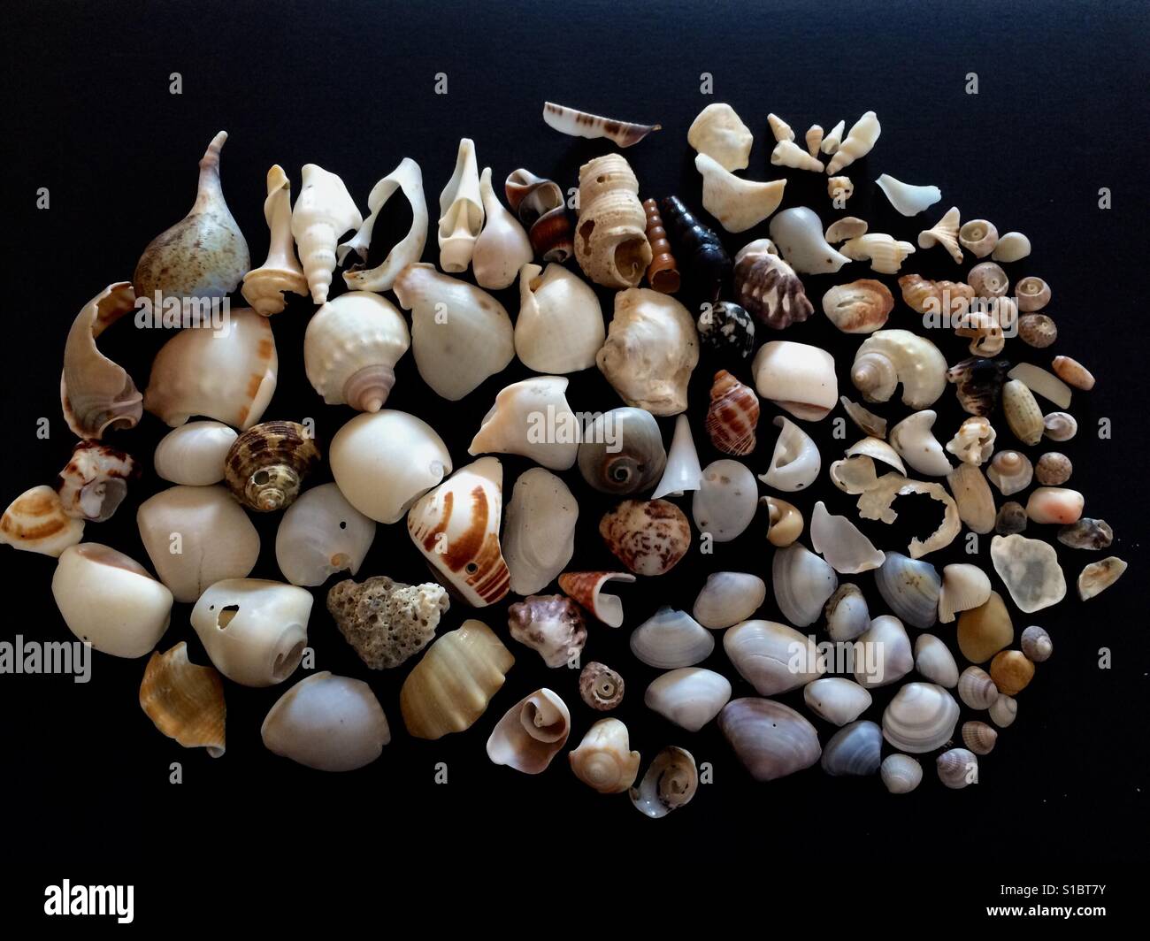 Types of shell Stock Photo - Alamy