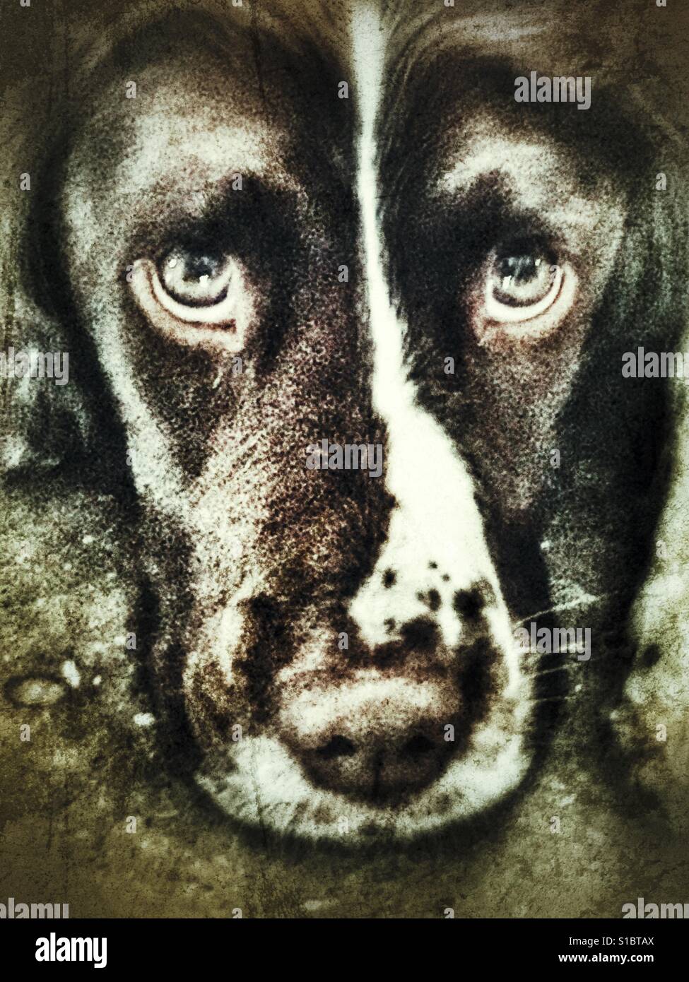 Spaniels close up hi-res stock photography and images - Alamy