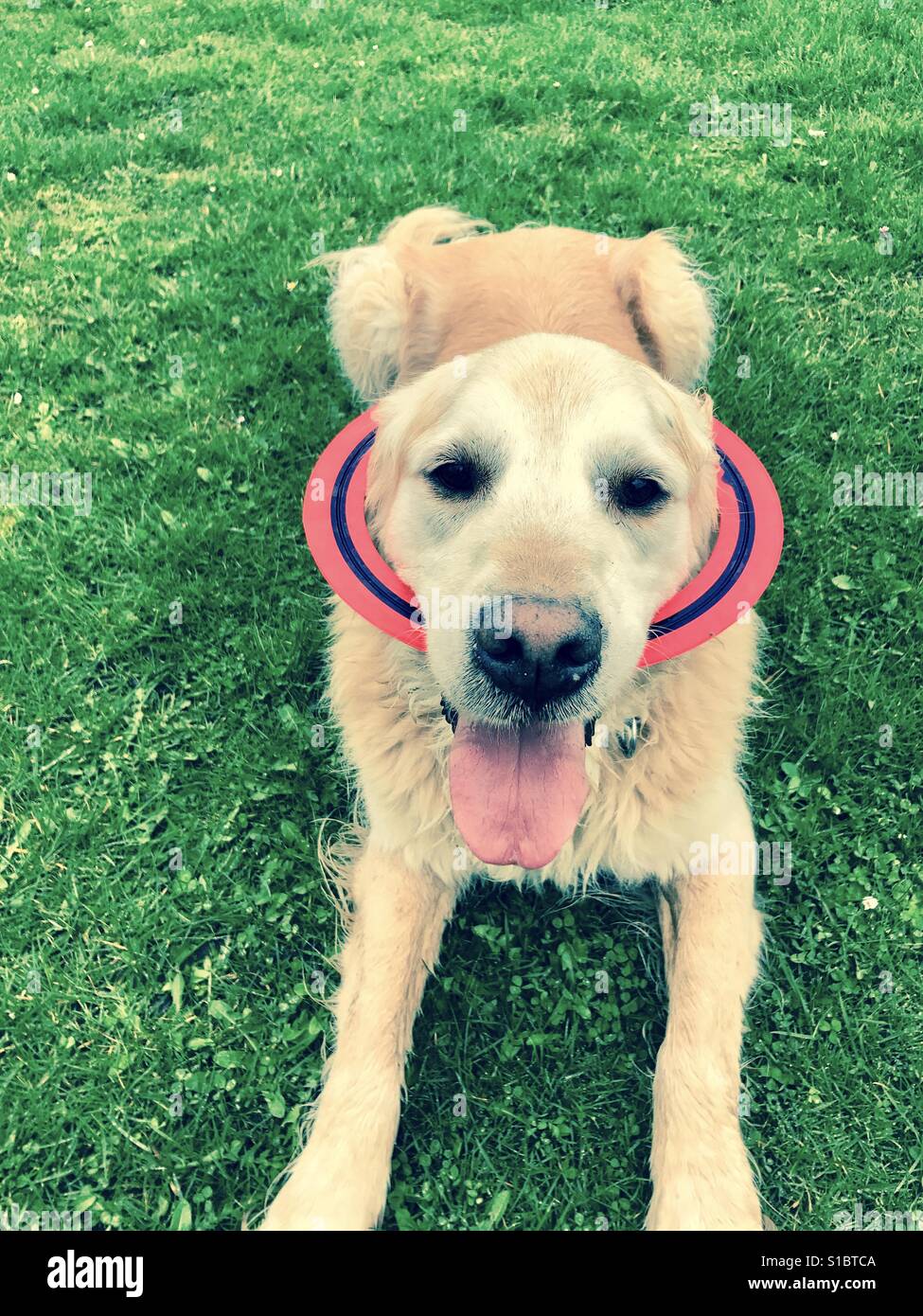 Lab with frisbee hi-res stock photography and images - Alamy